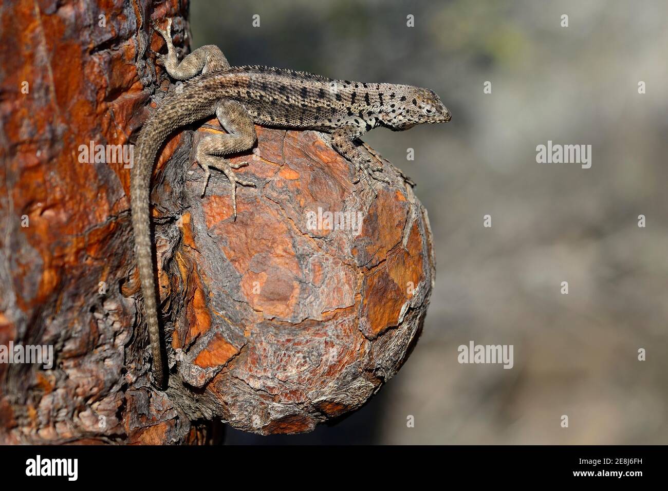 Lava lizard (Microlophus) sitting on the outgrowth of a Galapagos ...