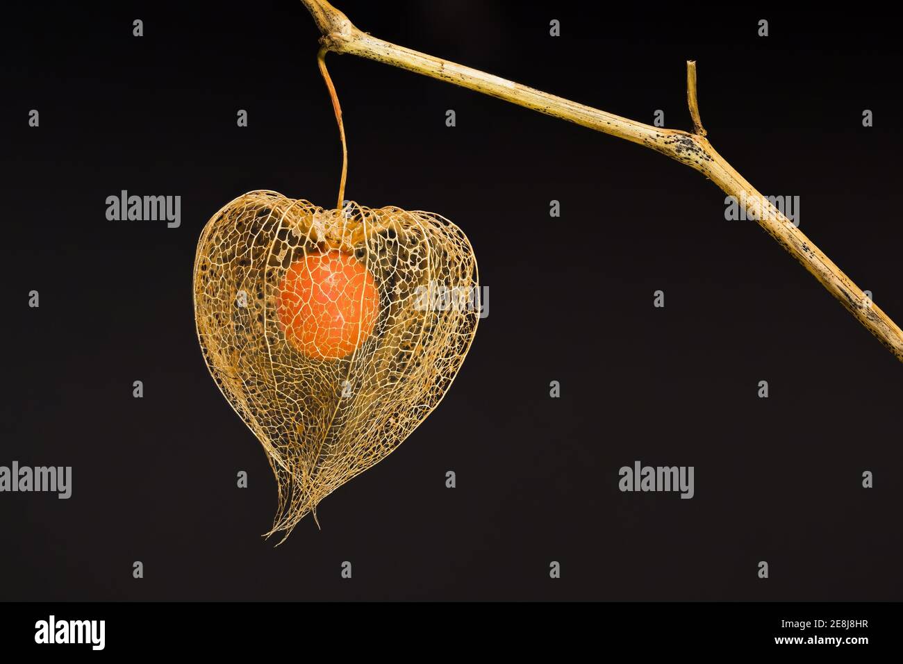 Bladder cherry (Physalis alkekengi), net structure of the calyx and ...