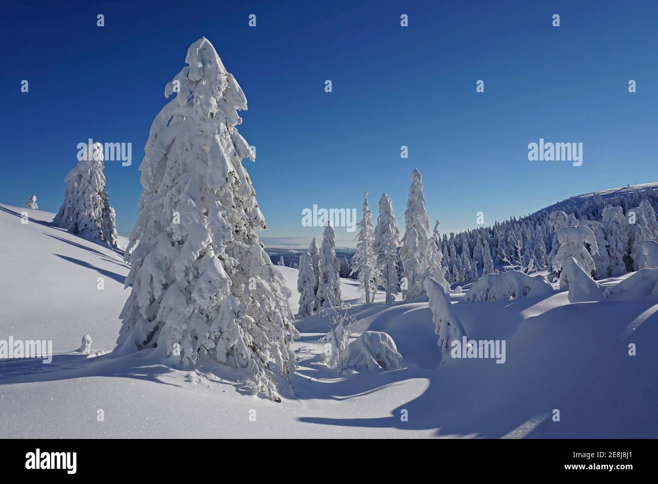 Winter landscape with snow covered fir trees. Nature reserve Feldberg ...