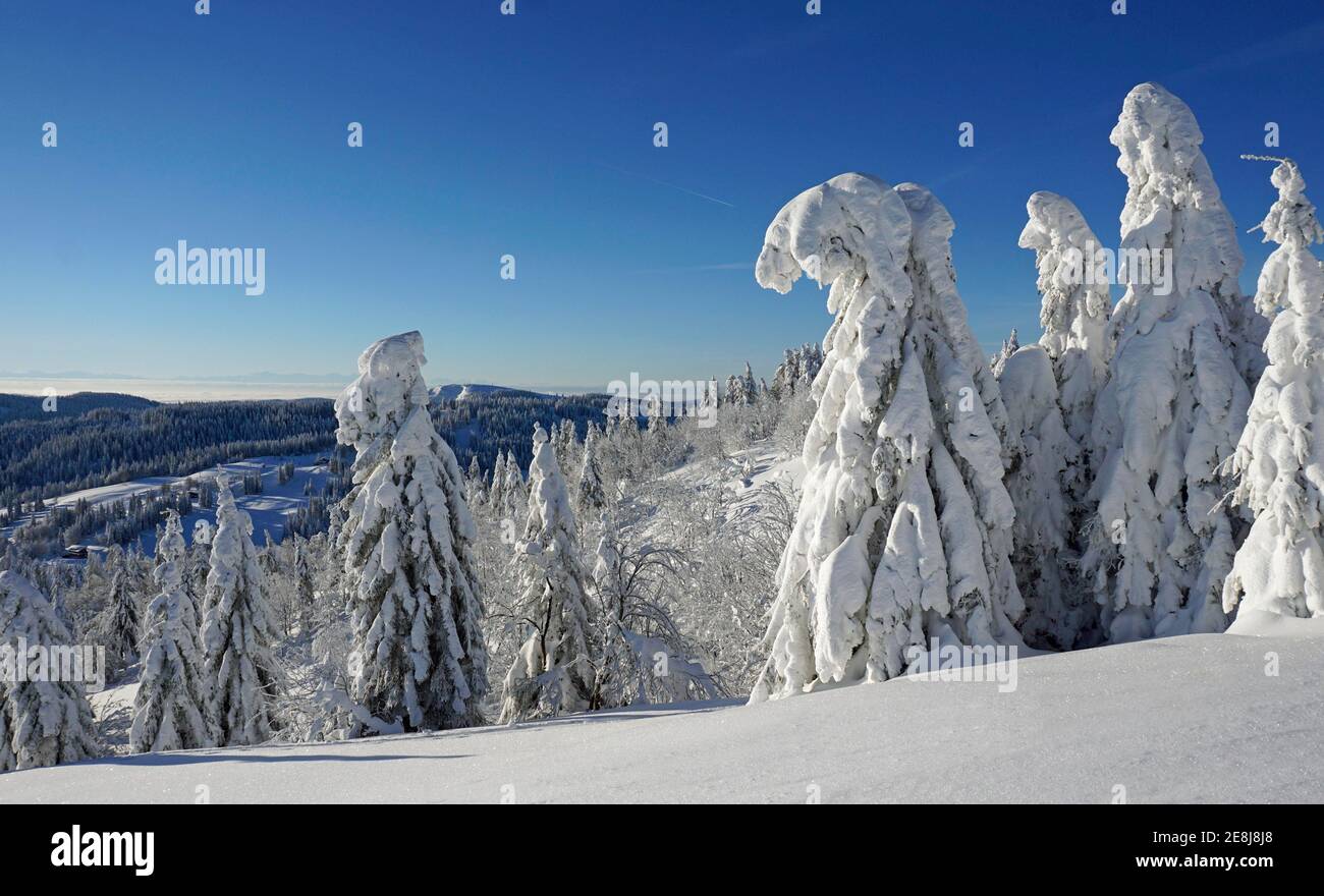 Winter landscape with snow covered fir trees. Nature reserve Feldberg ...