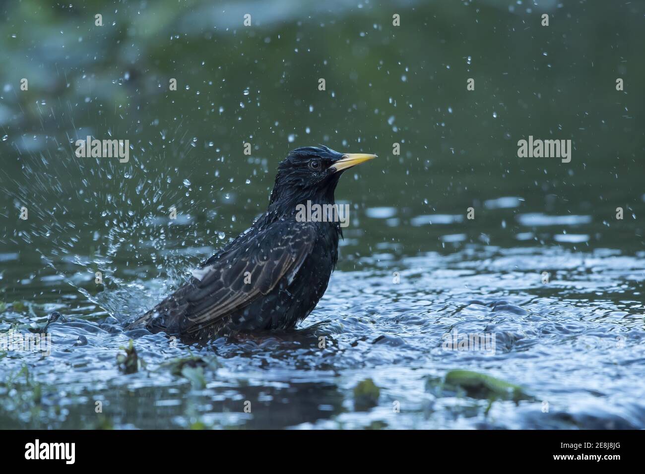 Songbird in water hi-res stock photography and images - Alamy