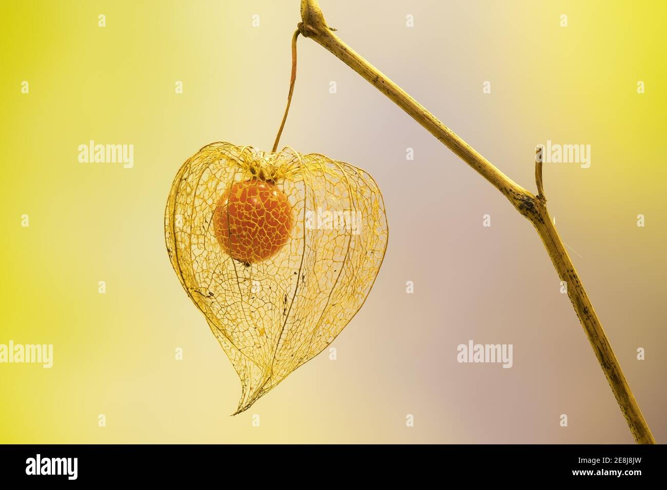 Bladder cherry (Physalis alkekengi), net structure of the calyx and ...