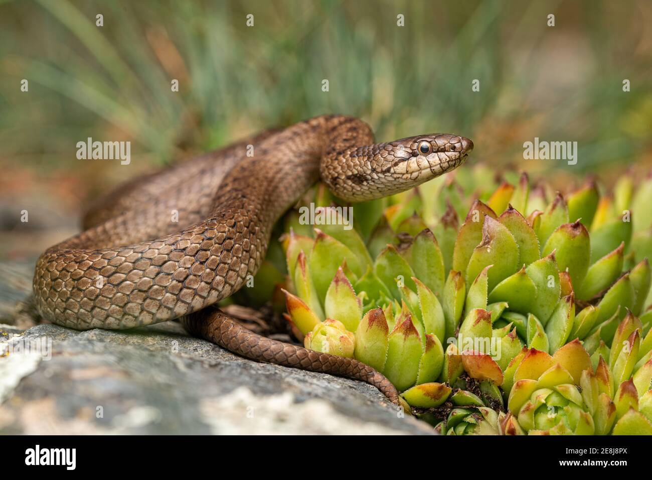 The Smooth snake (Coronella austriaca Stock Photo - Alamy