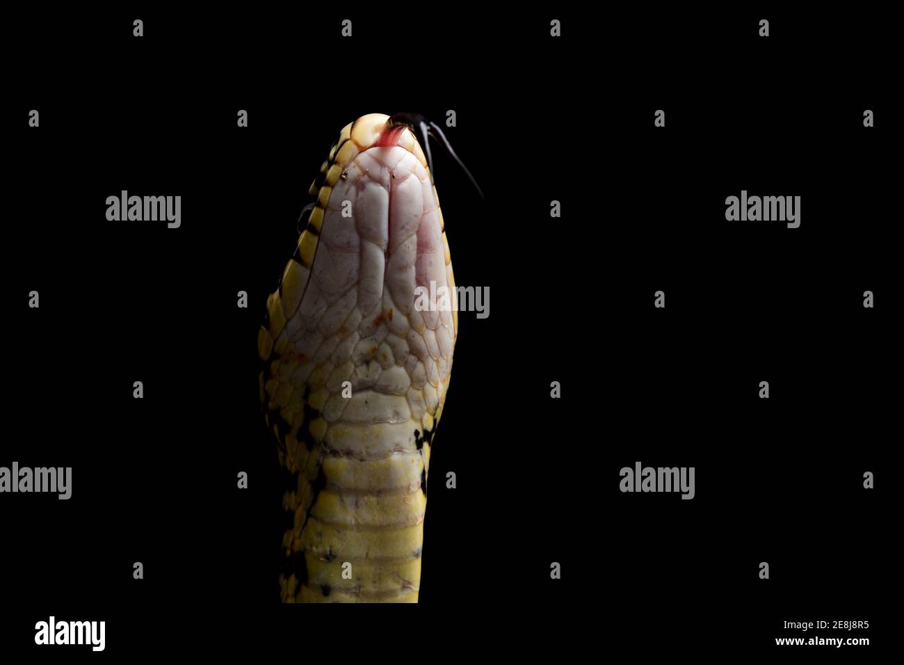 Green whip snake (Hierophis viridiflavus) isolated on black background ...