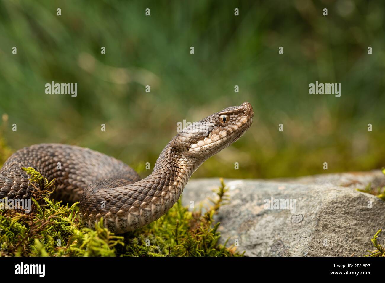The asp viper (Vipera aspis) lying on ground Stock Photo - Alamy