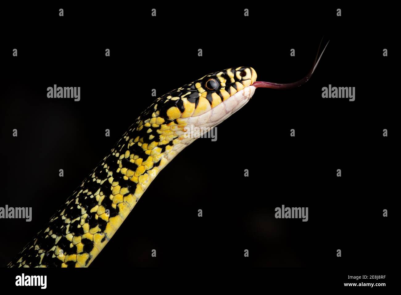 Green whip snake (Hierophis viridiflavus) isolated on black background ...