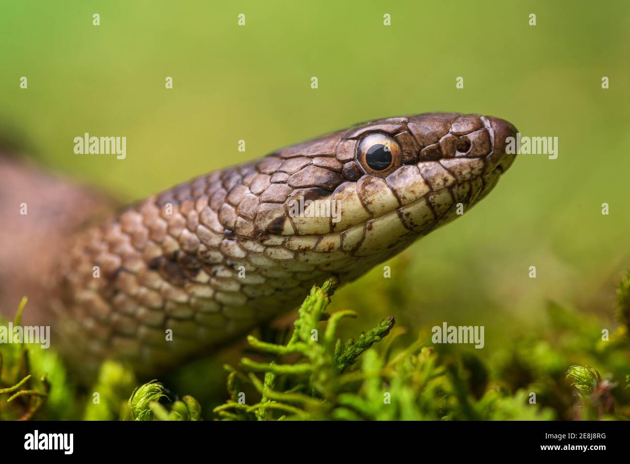 The Smooth snake (Coronella austriaca) lying on grass Stock Photo - Alamy
