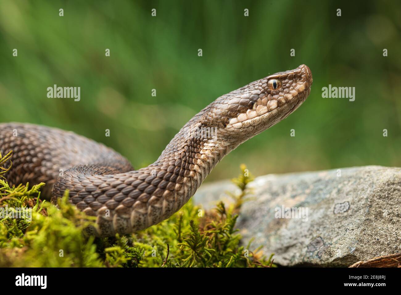 The asp viper (Vipera aspis) lying on ground Stock Photo - Alamy