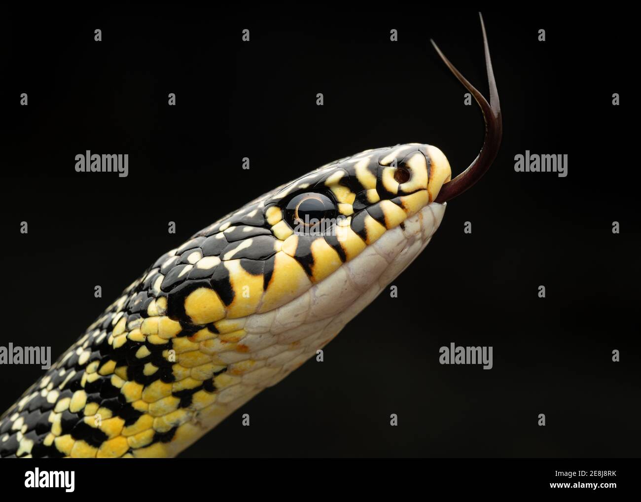 Green whip snake (Hierophis viridiflavus) isolated on black background ...
