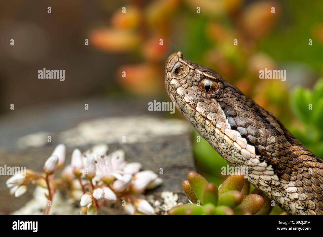 Asp viper vipera aspis snake hi-res stock photography and images - Alamy