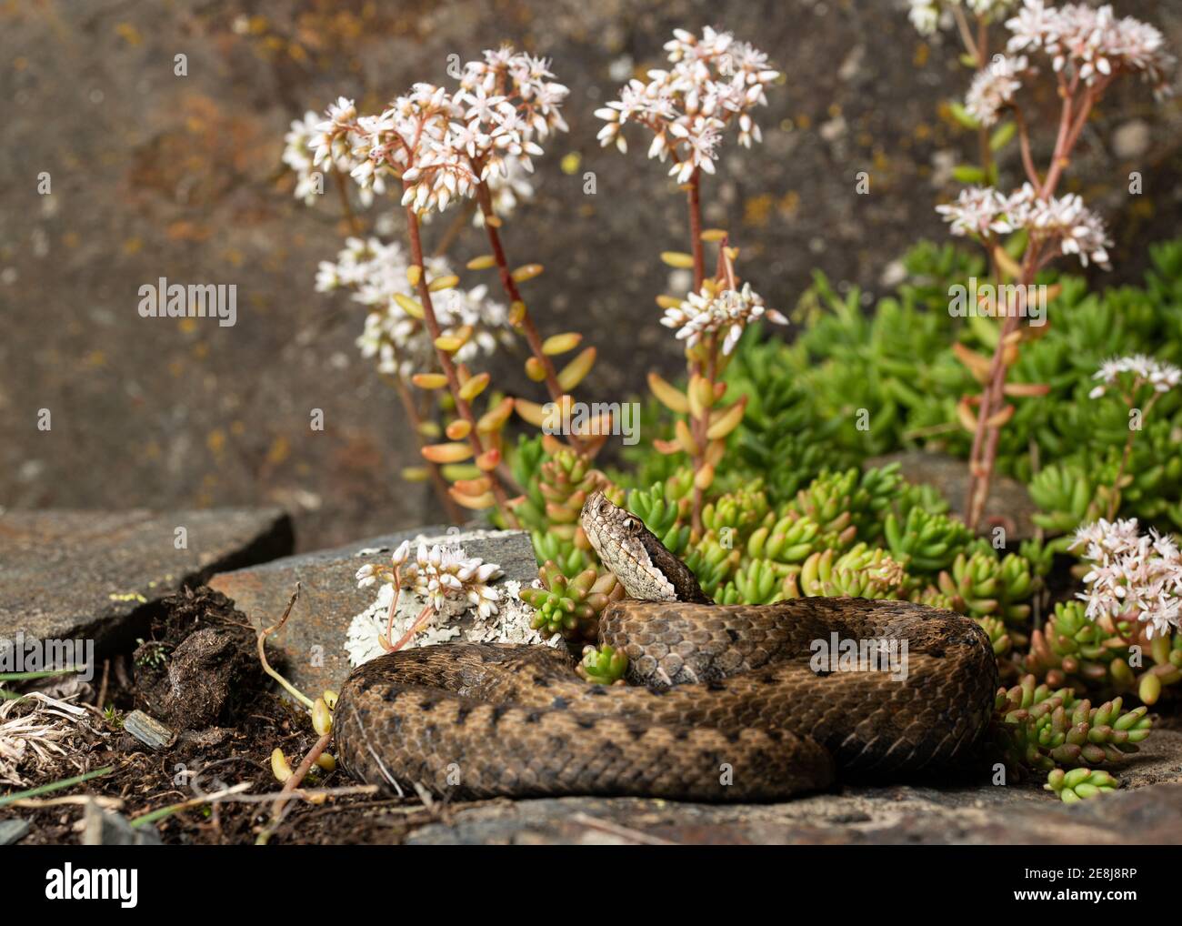 Vipera aspis spain hi-res stock photography and images - Alamy