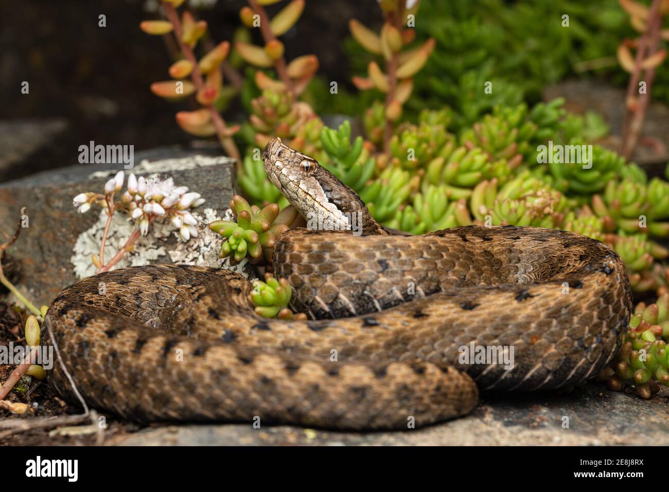 The asp viper (Vipera aspis) snake lying on ground Stock Photo - Alamy
