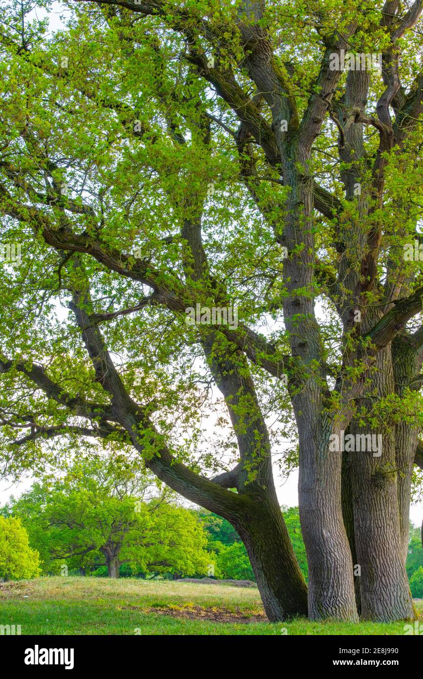 Oaks (Quercus) in the nature reserve Borkener Paradies, Hudewald, tree ...