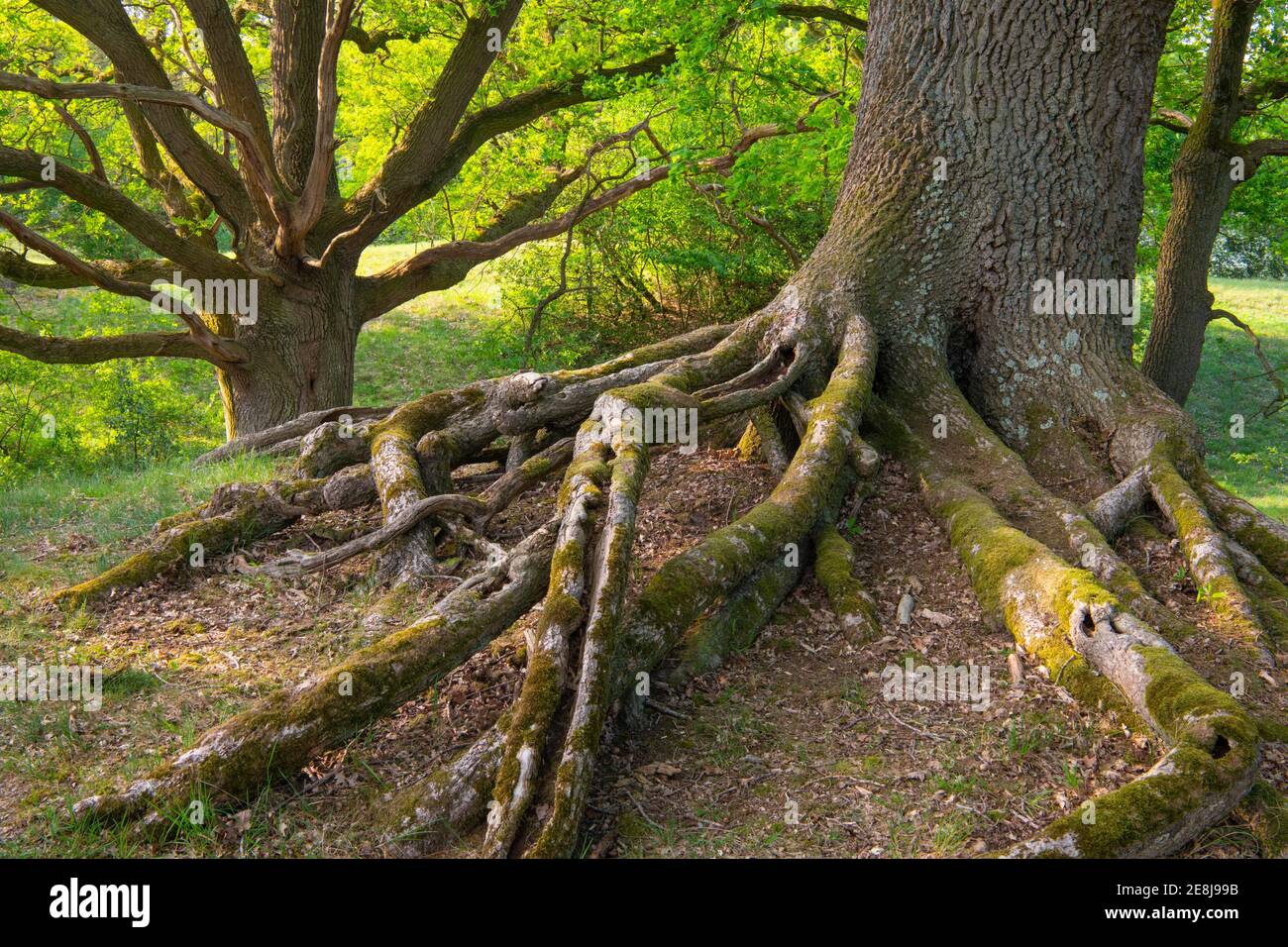 Oaks (Quercus) in the nature reserve Borkener Paradies, Hudewald, tree ...