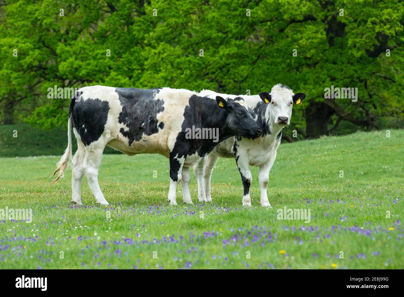 Grazing cows in the nature reserve Borkener Paradies, horned violet ...