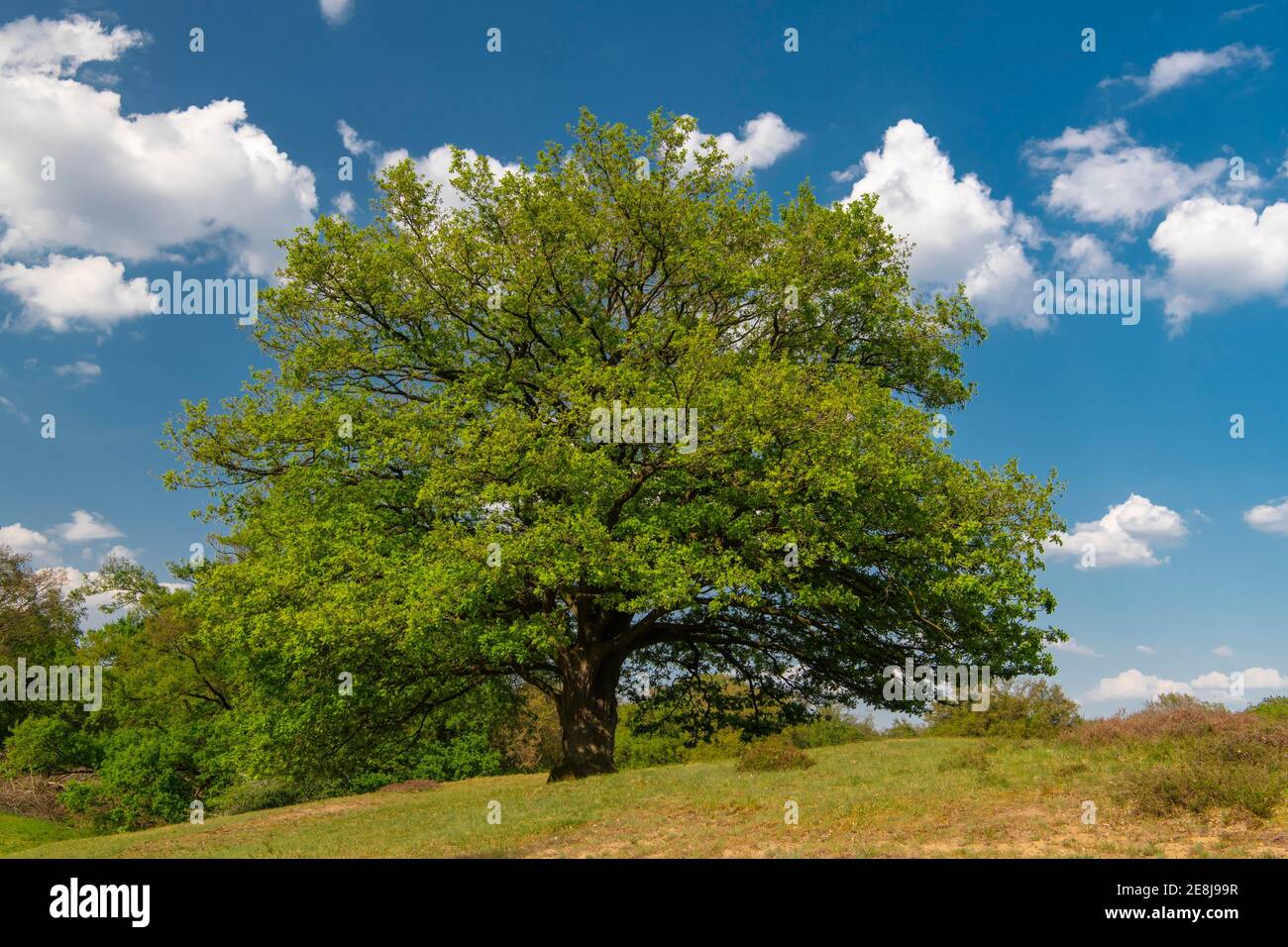 Oaks (Quercus) in the nature reserve Borkener Paradies, Hudewald, tree ...