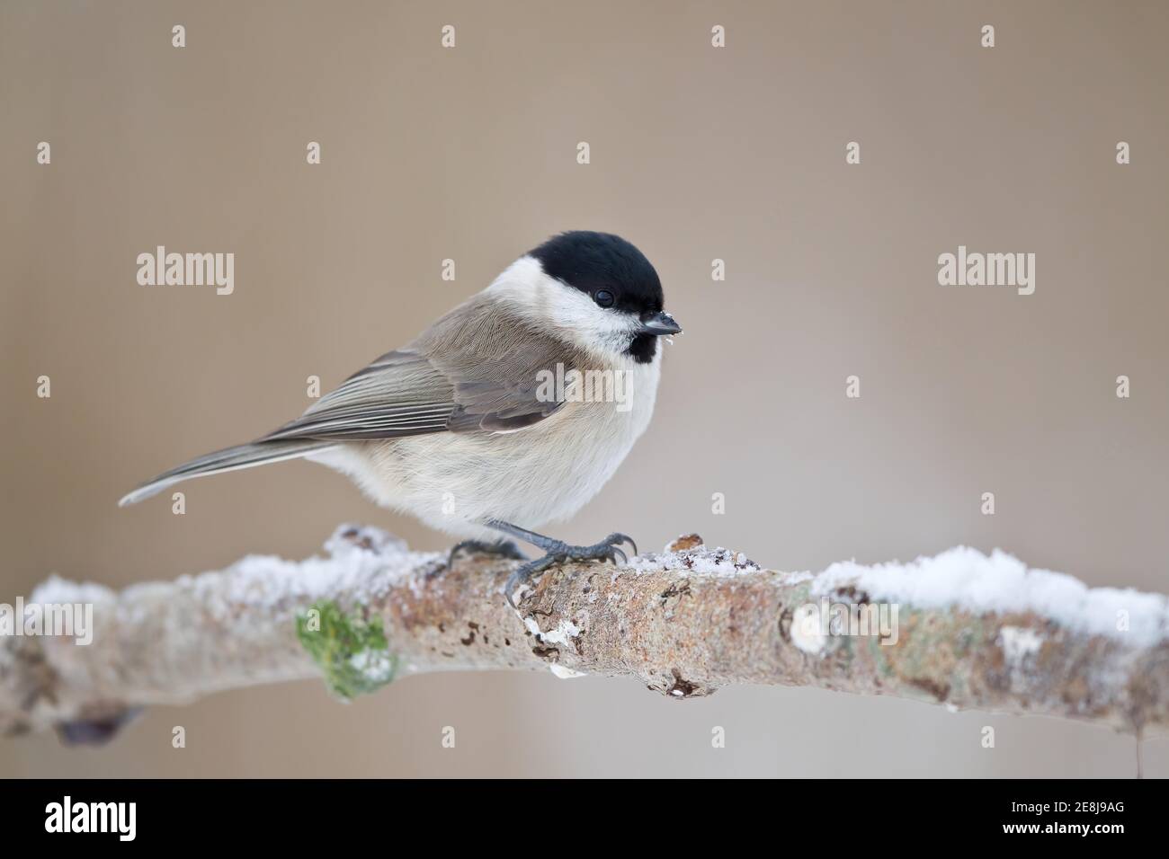 Willow tit (Parus montanus) on branch with snow, Hesse, Germany Stock ...