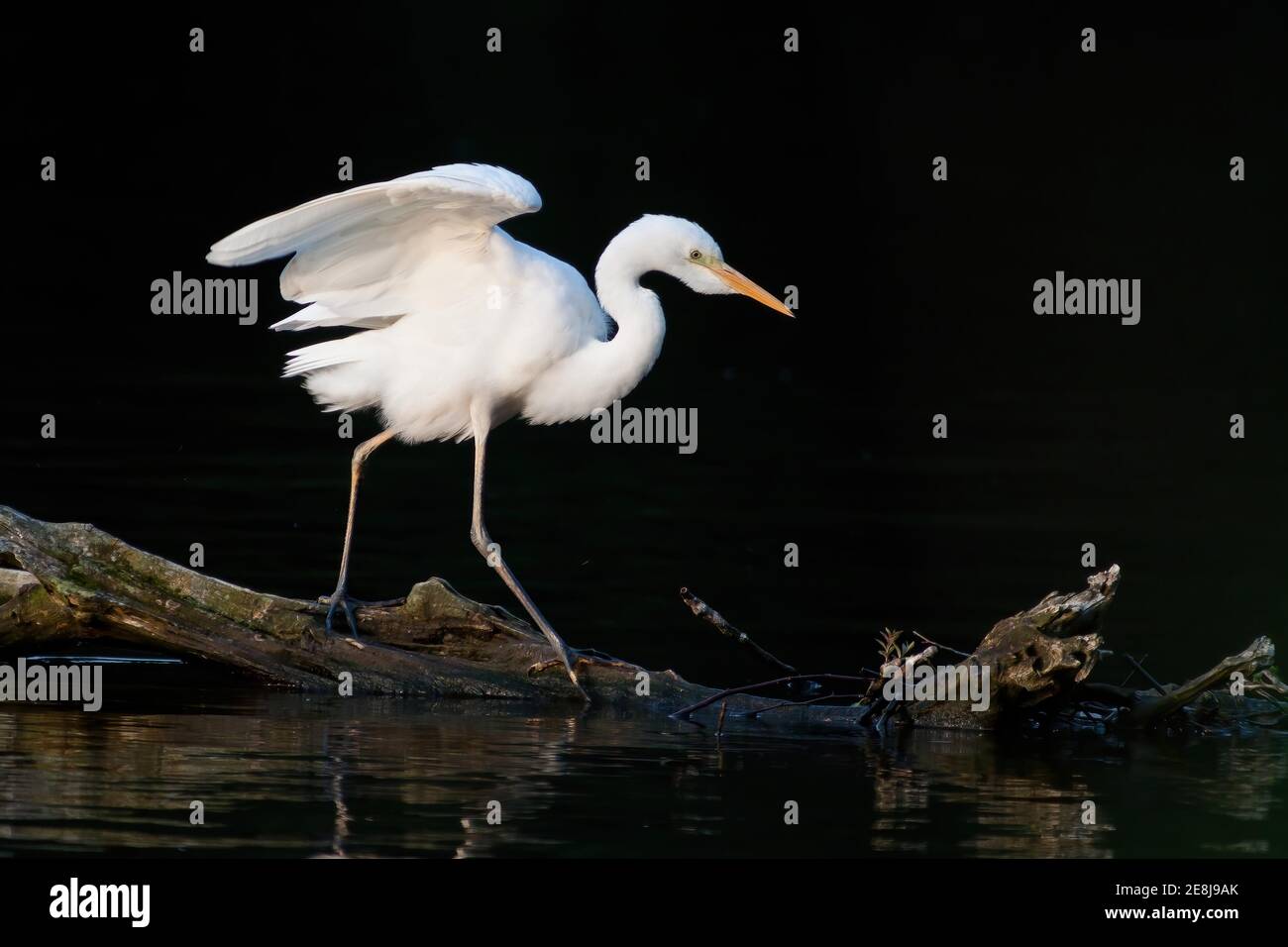 Great egret (Ardea alba) on dead wood in water, Hesse, Germany Stock ...