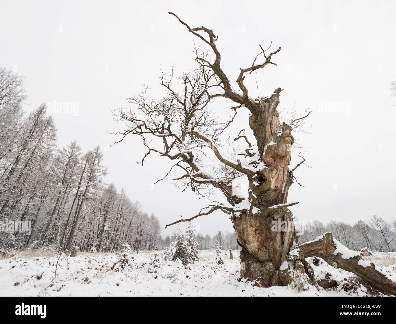 Old gnarled solitary oak (Quercus robur) in winter, former hute tree ...
