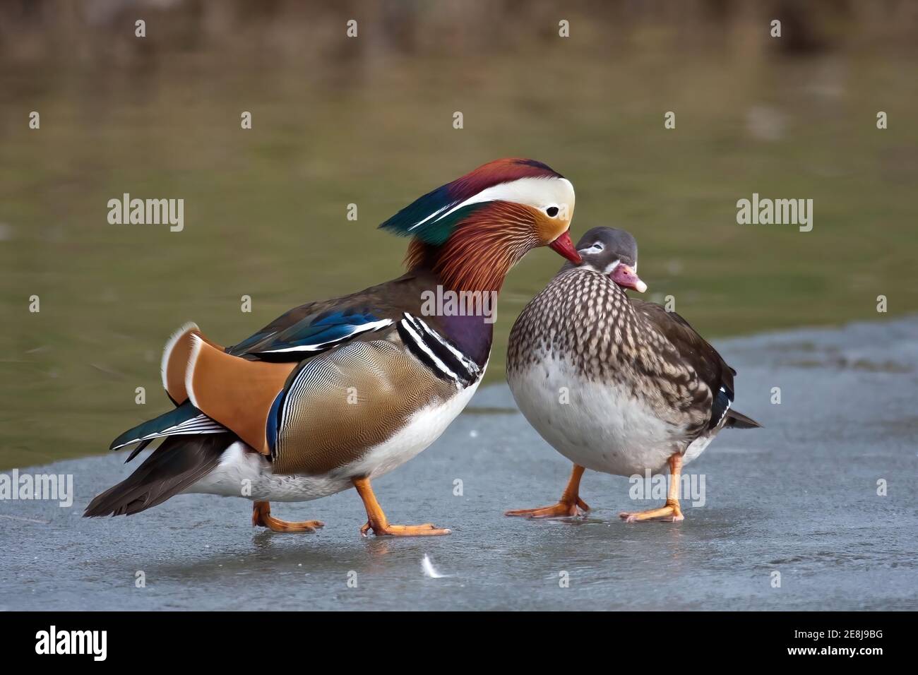 Mandarin duck pair hi-res stock photography and images - Alamy