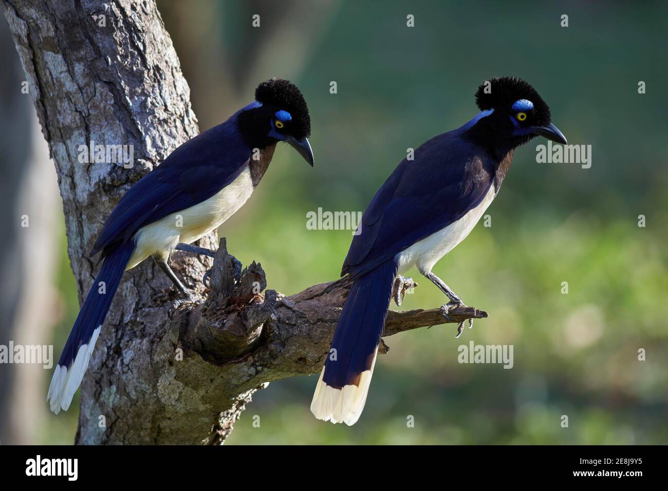 Plush-crested jay (Cyanocorax chrysops) on a tree, Pousada Aguape, Mato Grosso do Sul, Pantanal ...