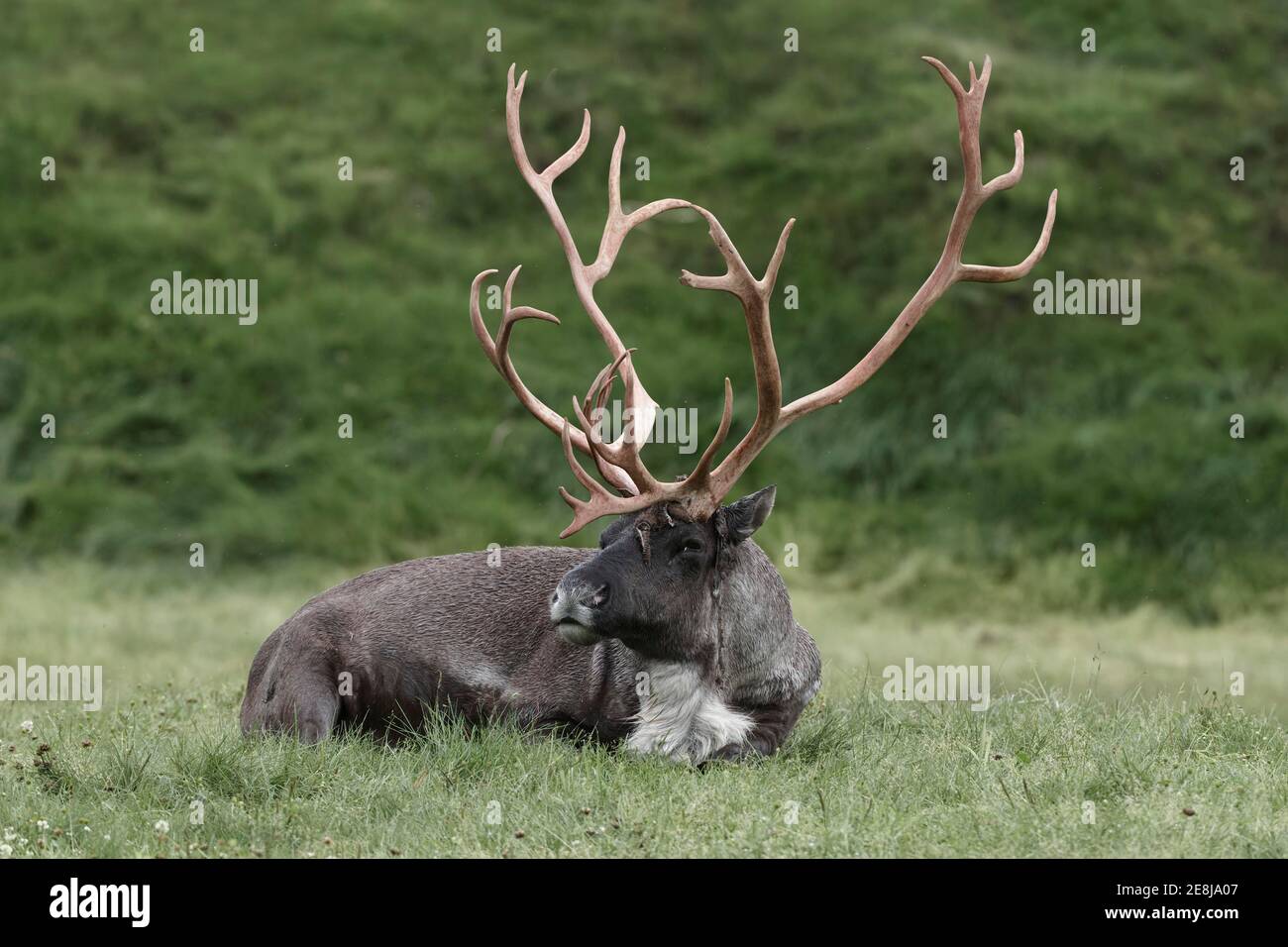 Woodland caribou hi-res stock photography and images - Alamy