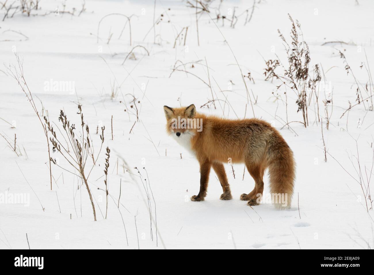 Ezo red fox (Vulpes vulpes schrencki) in the snow, Notsuke Peninsula, Hokkaido, Japan Stock ...