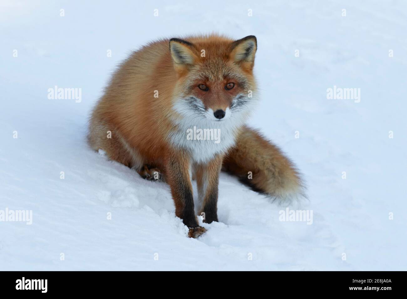 Hokkaido red fox hi-res stock photography and images - Alamy