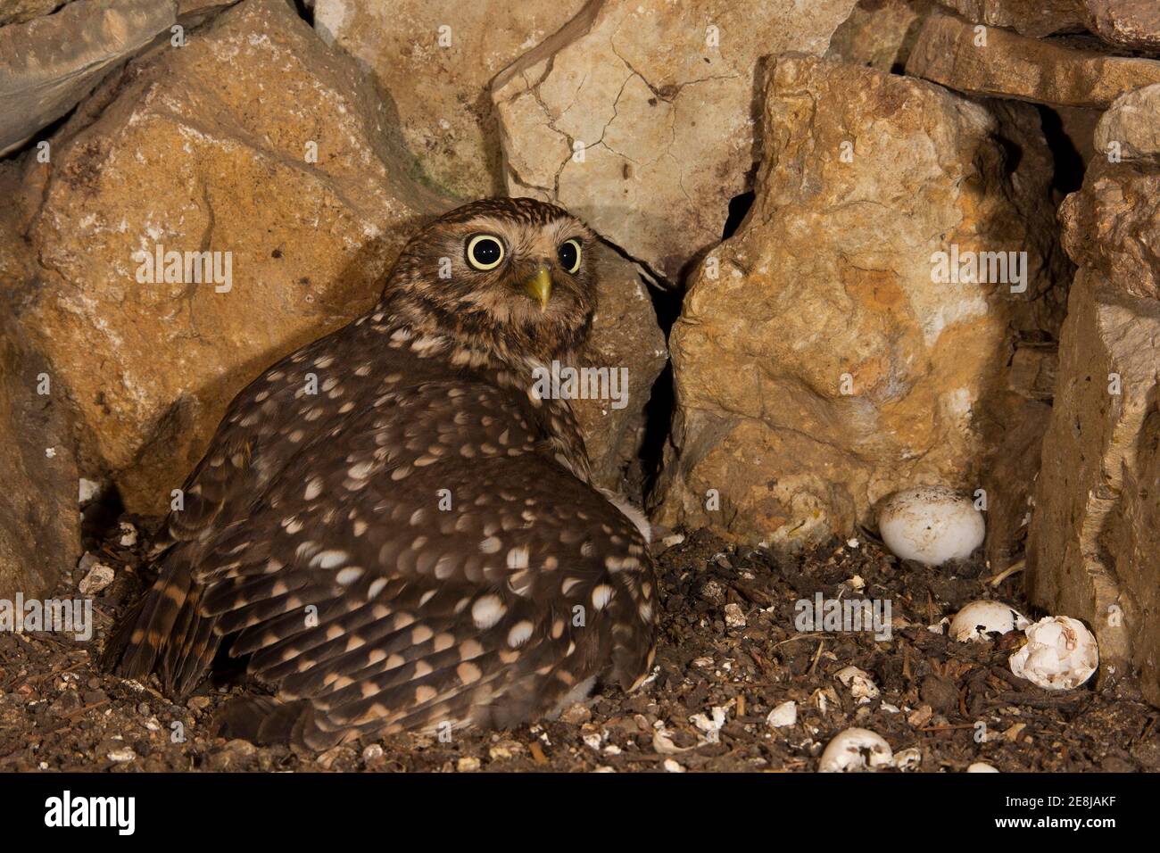 Little owl (Athene noctua), female hooting in breeding hole, egg shells ...
