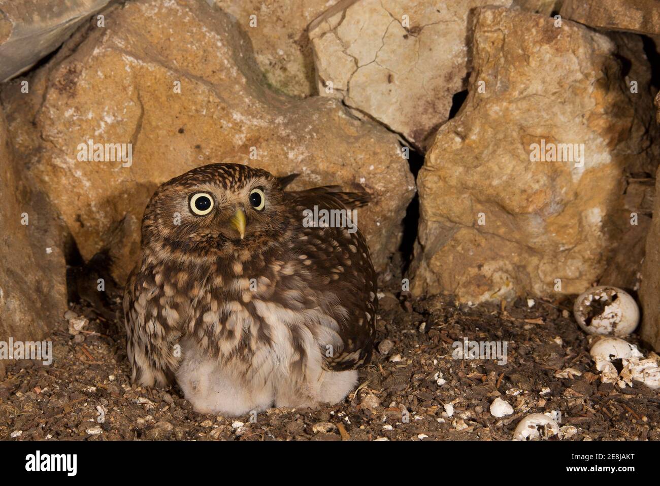 Owl egg hatching hi-res stock photography and images - Alamy