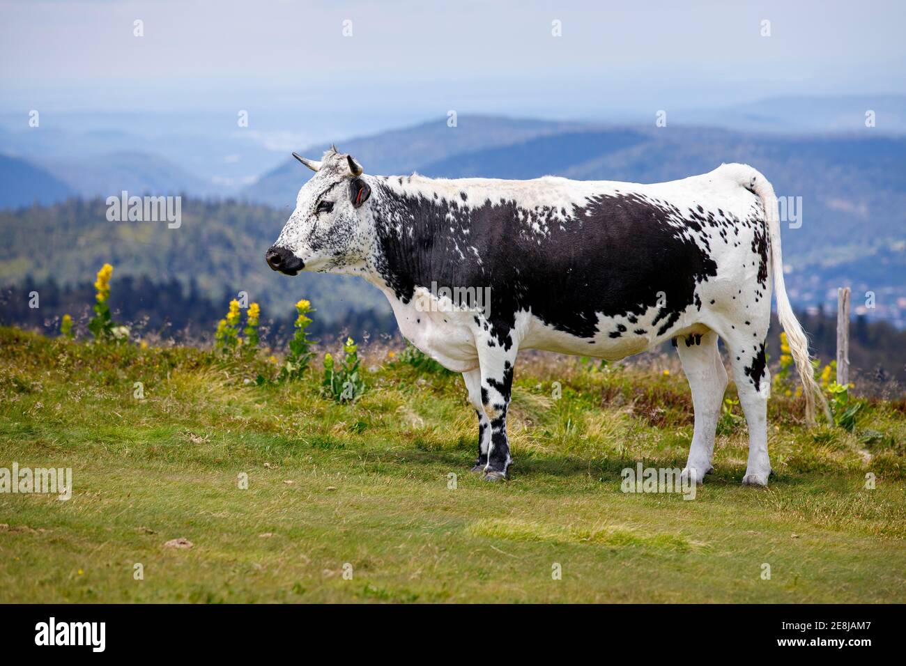 Vosges breed hi-res stock photography and images - Alamy