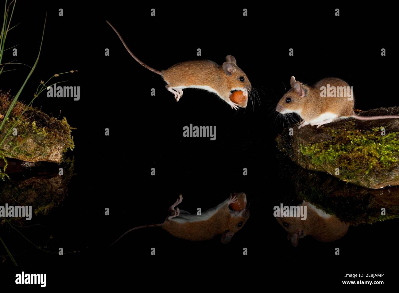 Mouse Jumping In Virginia