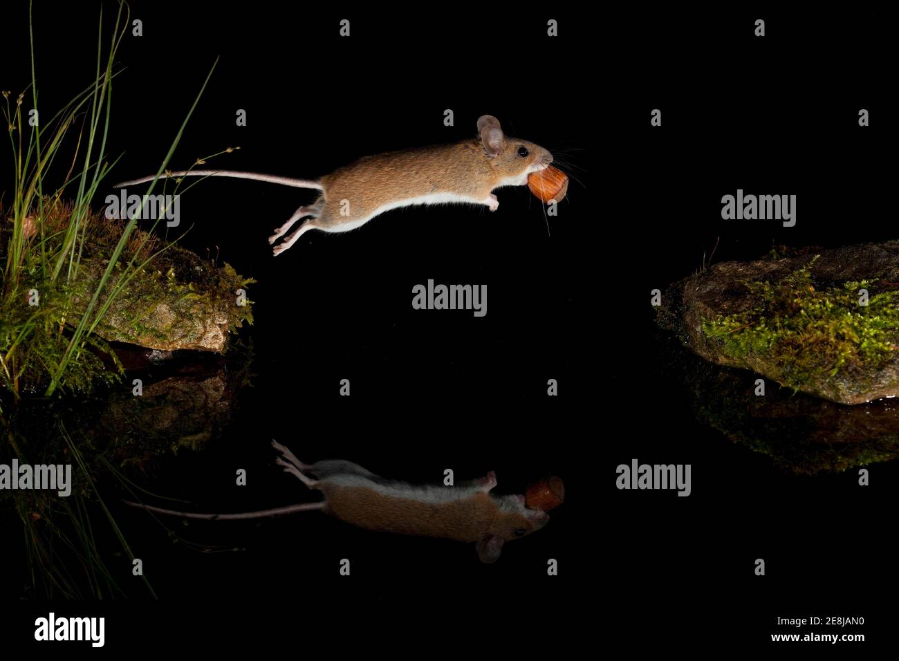 Yellow-necked mouse (Apodemus flavicollis) jumps with hazelnut over ...