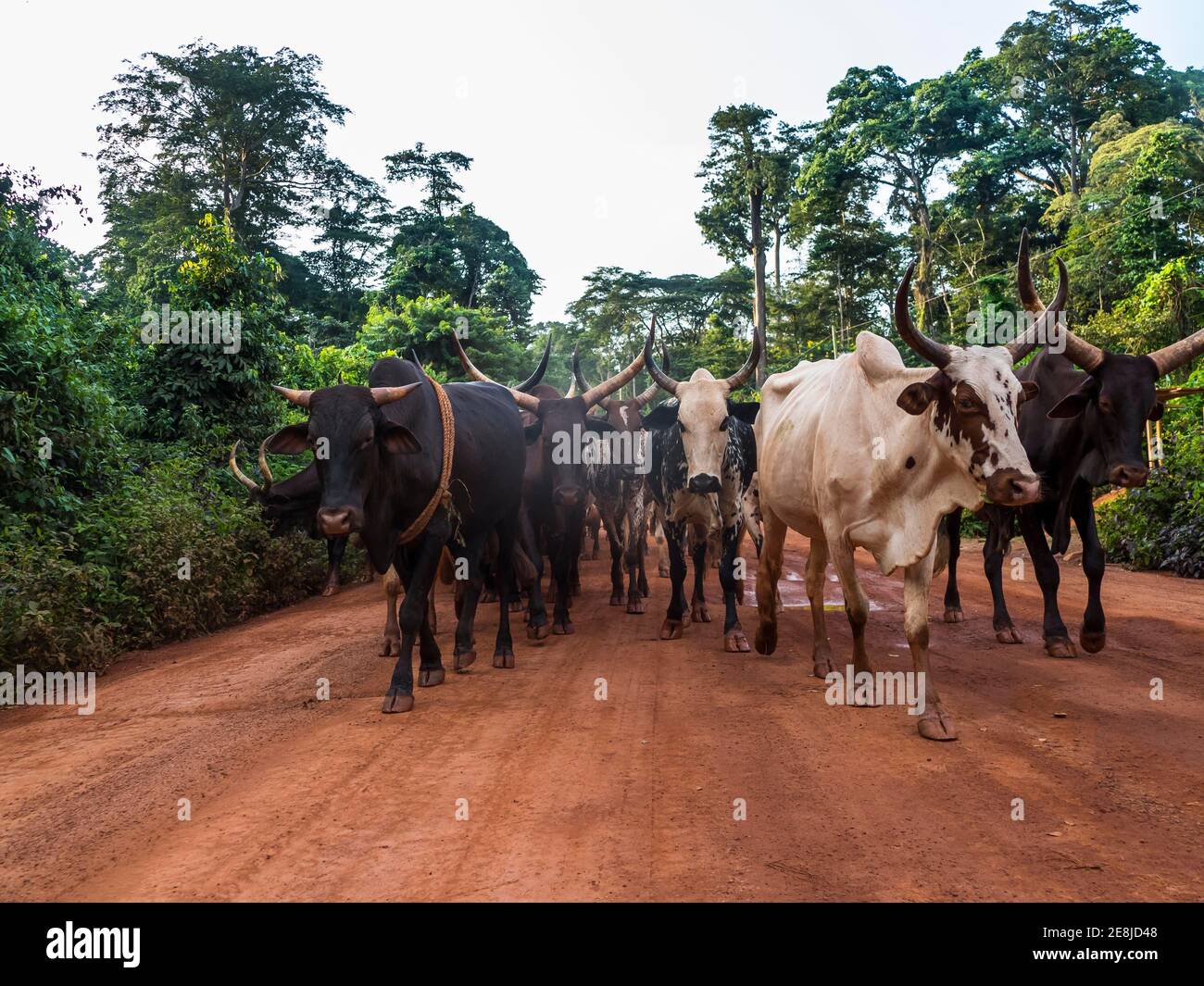 Local cow herd deep in the jungle, Cameroon Stock Photo - Alamy