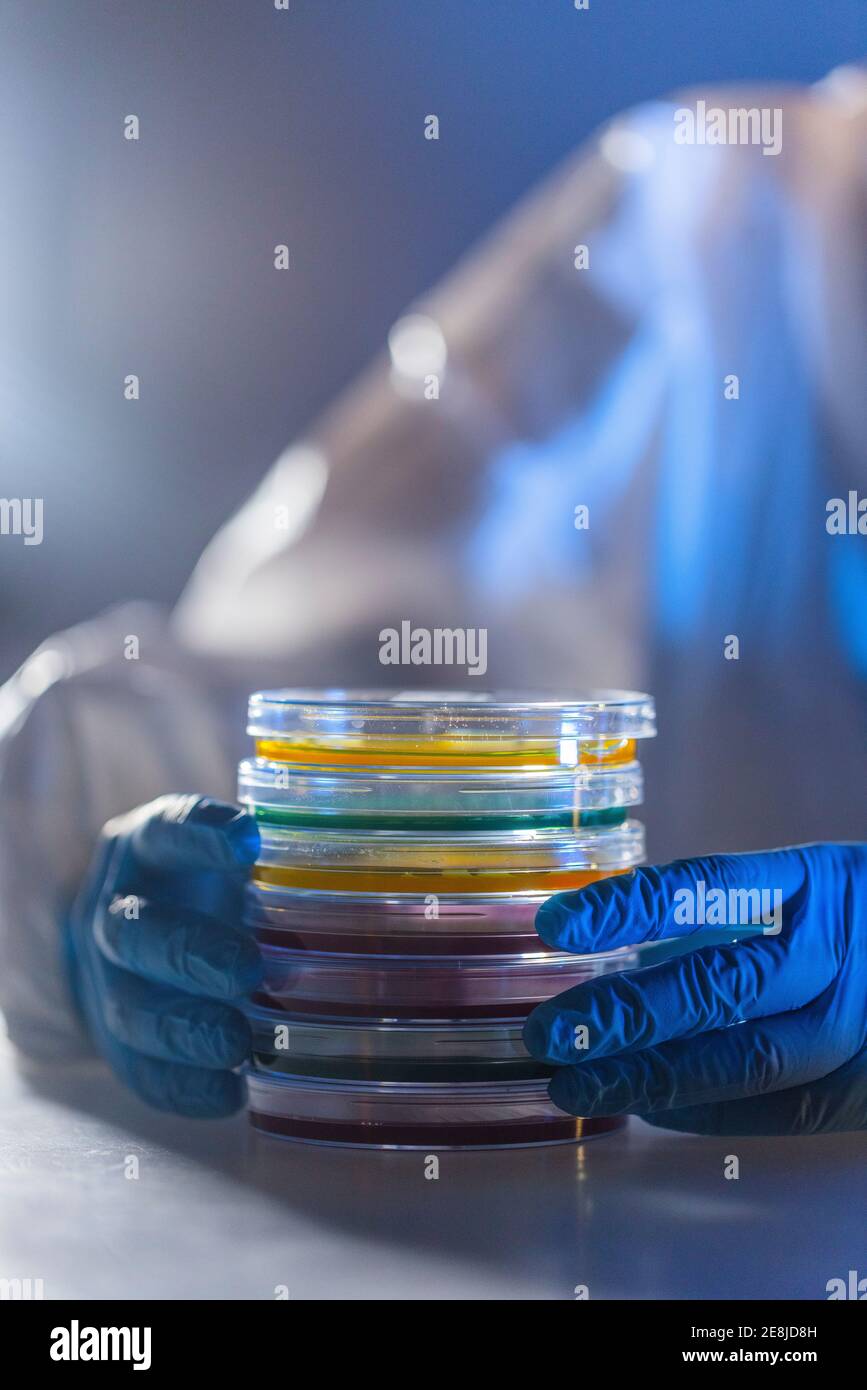 Researcher working with petri dishes in the lab Stock Photo - Alamy
