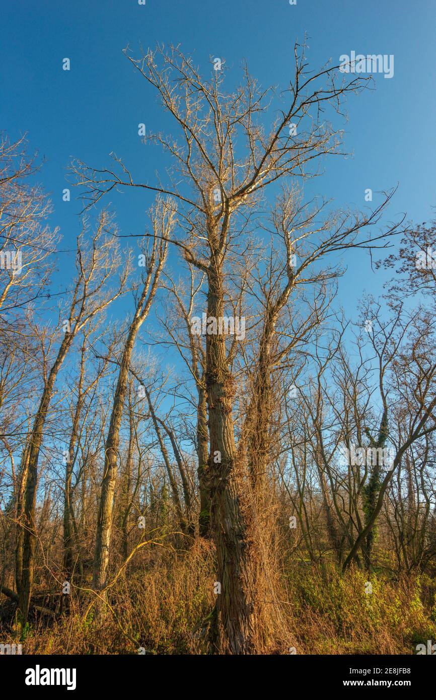 Happy forest at early Spring covered with moss, lichen and bright sun ...
