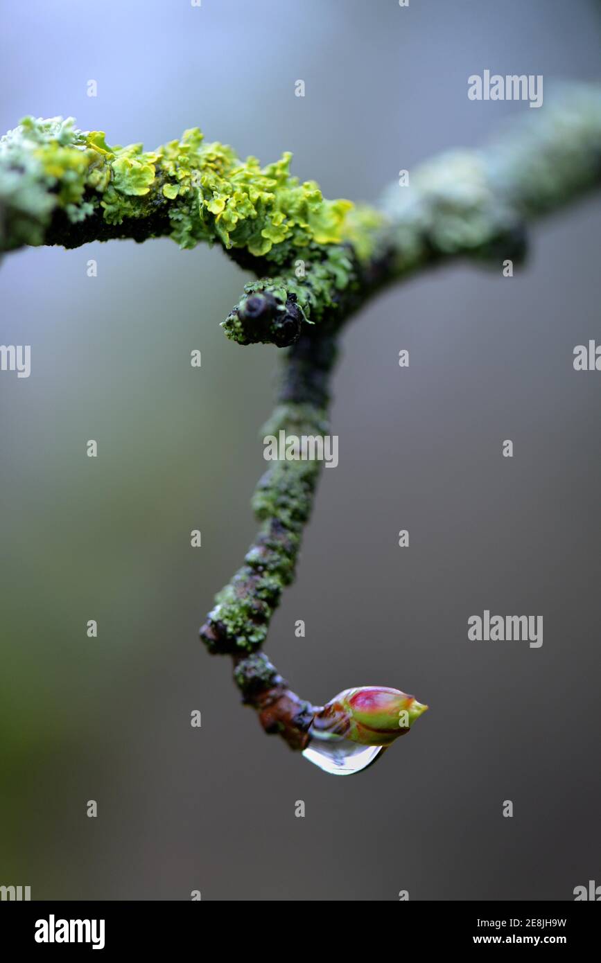 Bud of the amber tree ( Liquidambar styraciflua) with drops of water ...