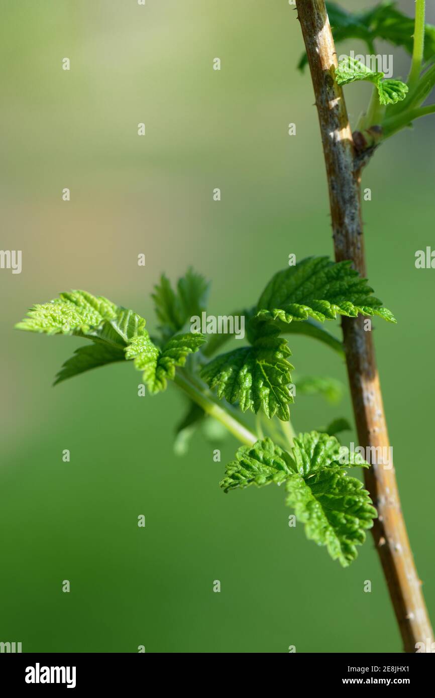Leaf emergence of a Raspberry (Rubus idaeus) Golden Queen variety, 1882 ...