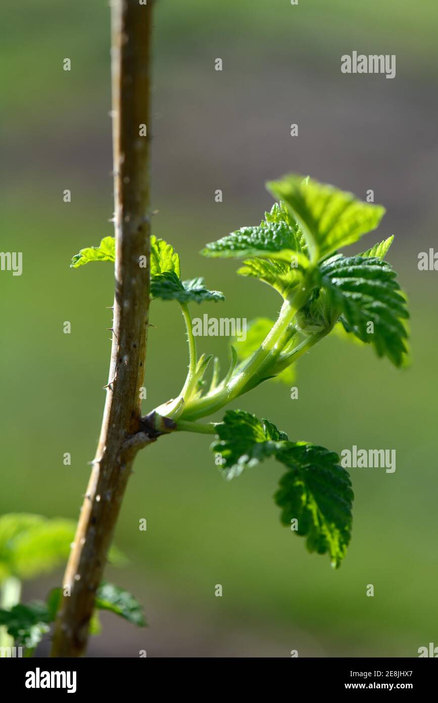 Leaf emergence of a Raspberry (Rubus idaeus) Golden Queen variety, 1882 ...