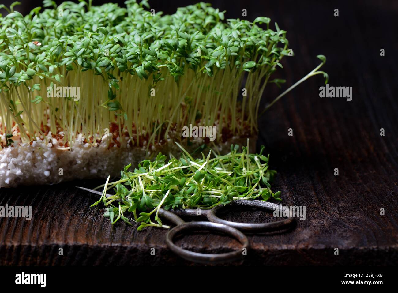Garden cress (Lepidium sativum) with scissors, cress sprouts Stock ...