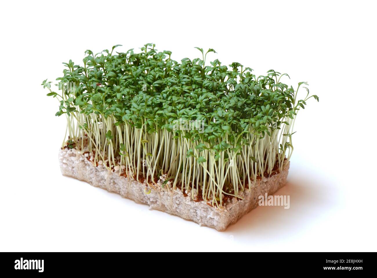 Cress cutout hi-res stock photography and images - Alamy