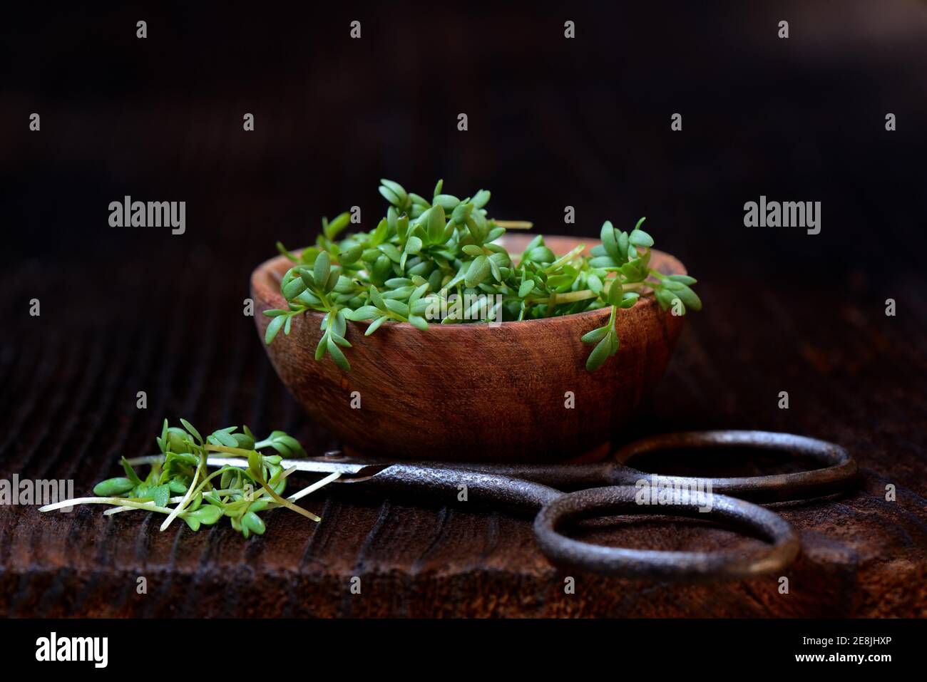 Garden cress (Lepidium sativum) in bowl with scissors, cress sprouts ...