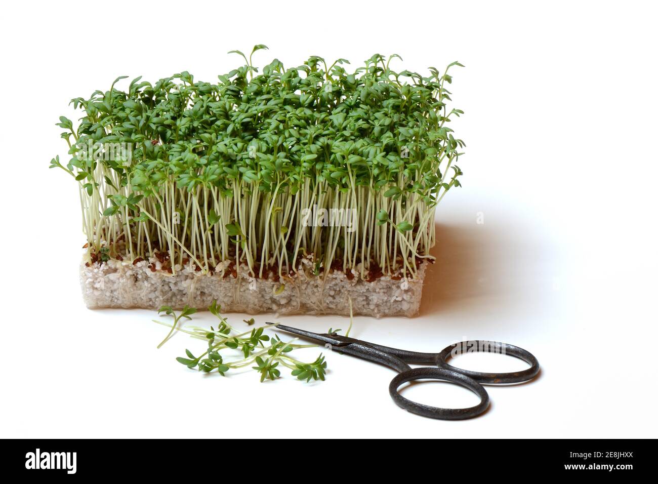 Garden cress (Lepidium sativum) cress sprouts Stock Photo - Alamy