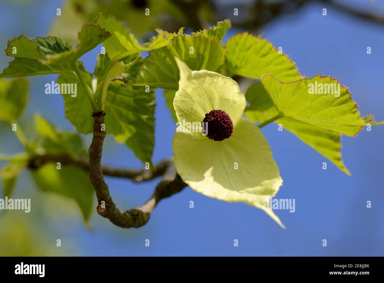 Handkerchief tree (Davidia involucrata vilmoriniana Stock Photo - Alamy