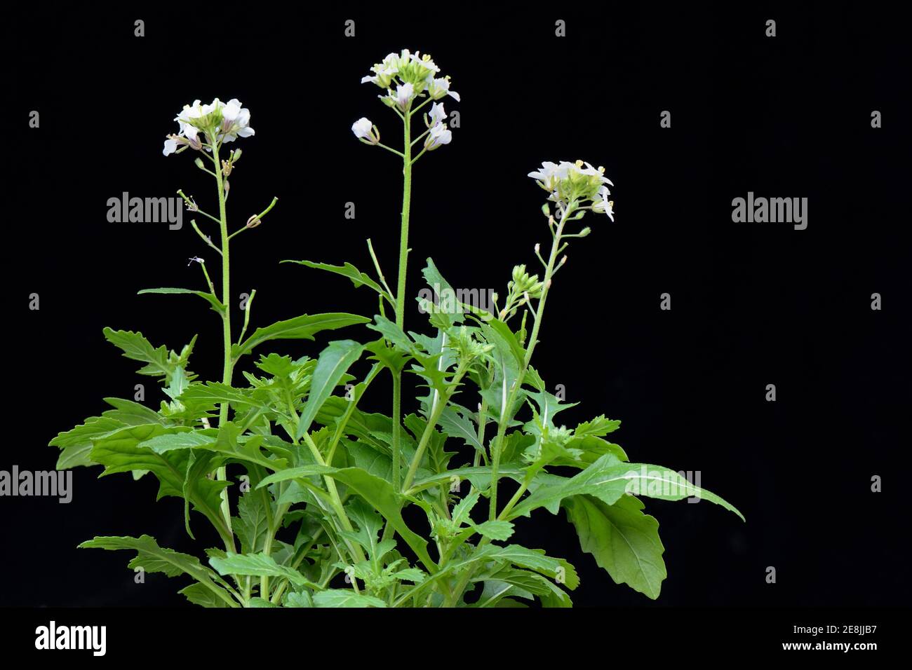 White rocket hi-res stock photography and images - Alamy