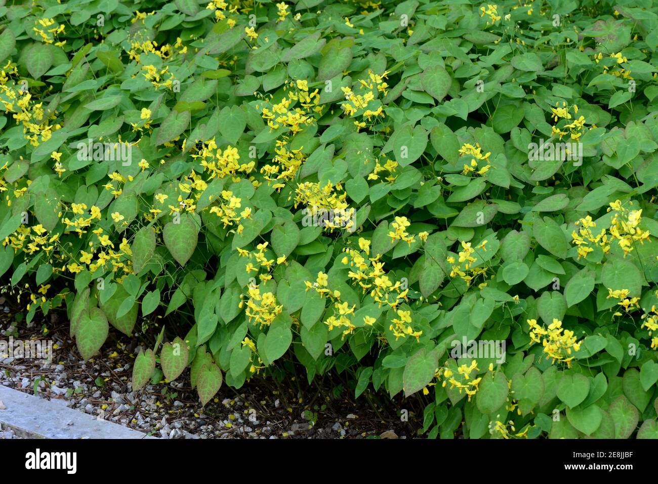Barrenwort ( Epimedium Stock Photo - Alamy