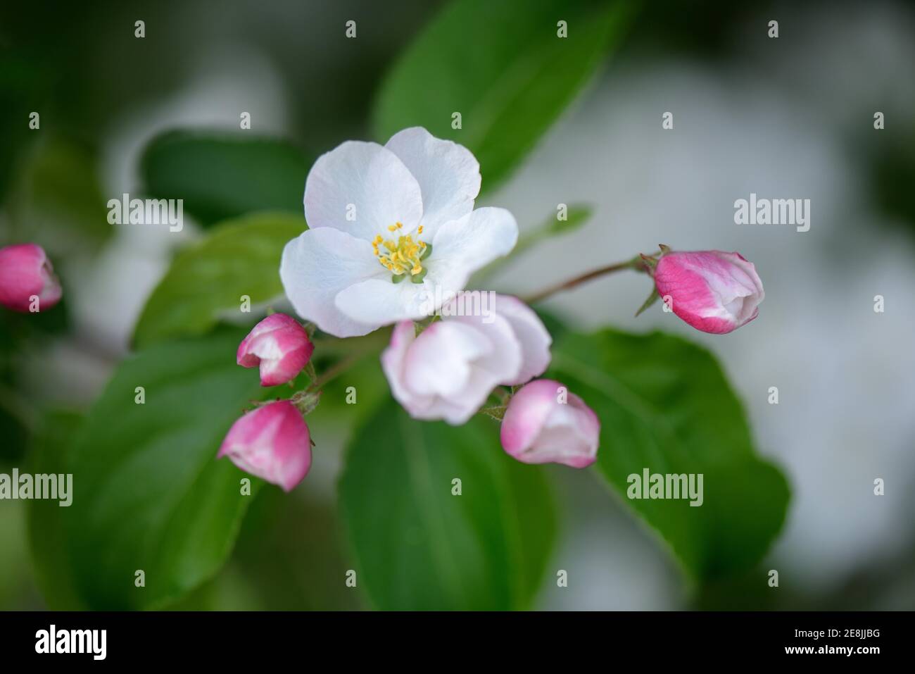 Ornamental apple ( Malus) spec Stock Photo - Alamy