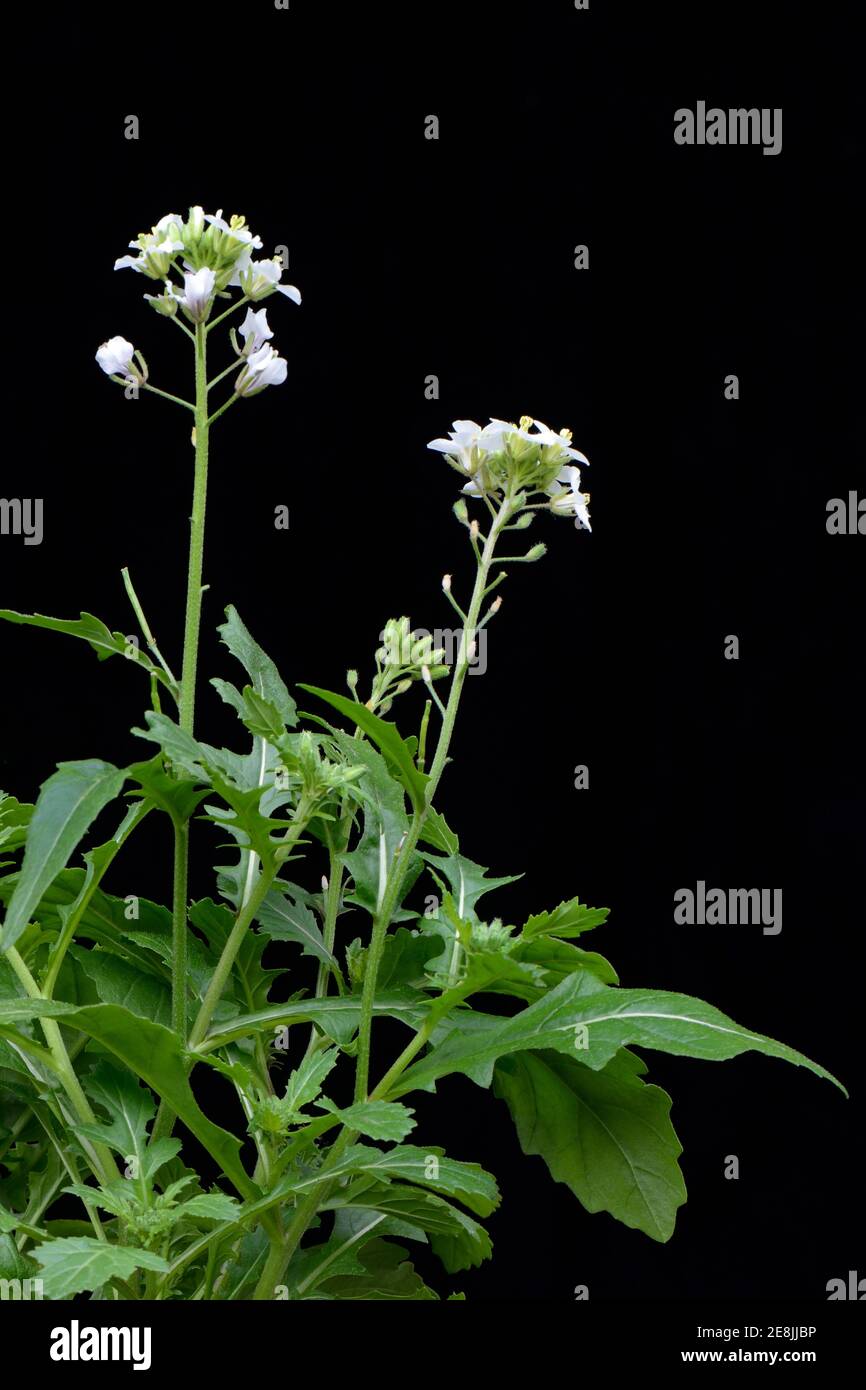 Diplotaxis Erucoides High Resolution Stock Photography and Images - Alamy