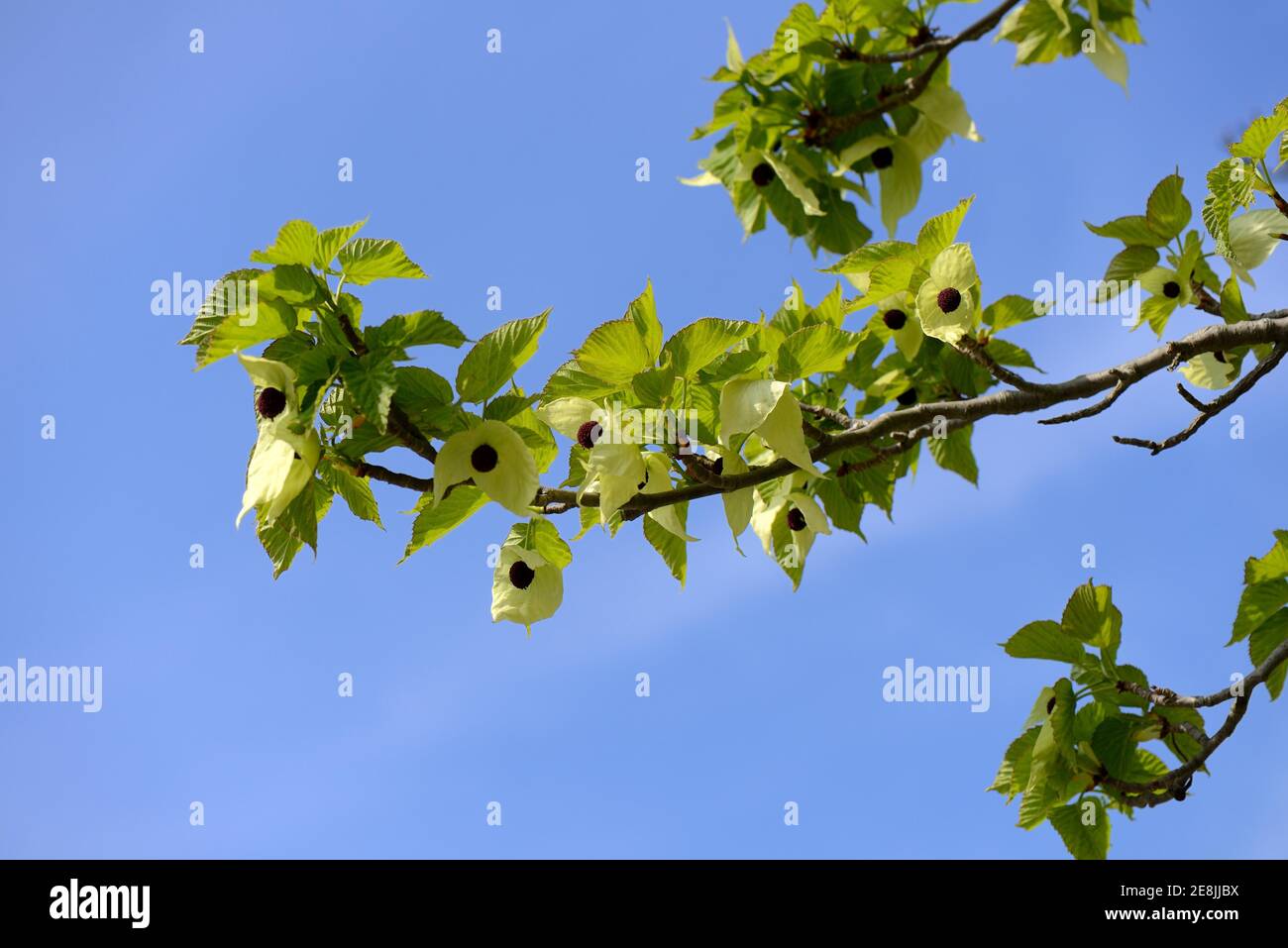 Handkerchief tree (Davidia involucrata vilmoriniana Stock Photo - Alamy