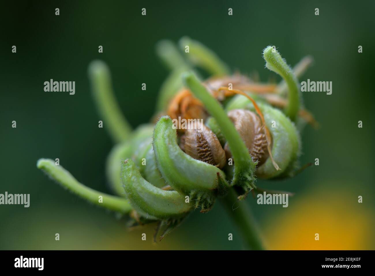 Common Marigold ( Calendula officinalis) fruit stalk Stock Photo - Alamy